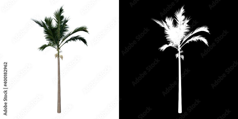 Front view tree ( Adolescent Alexander palm Tree Palm 2) white ...