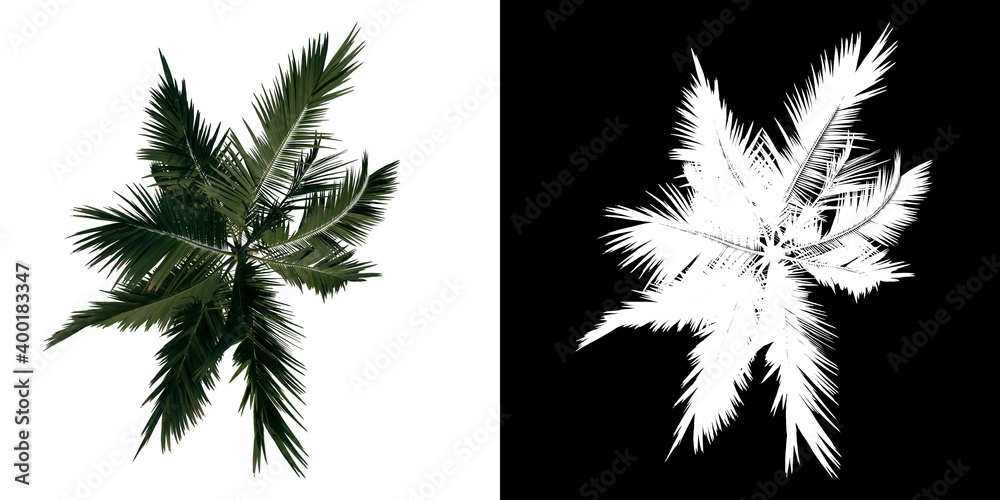 Top view tree ( Alexander palm Tree Palm 3) white background alpha png ...