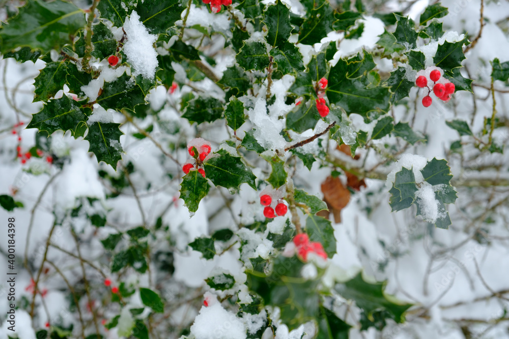 Ramas de acebo (Ilex Aquifolium) con sus frutos cubiertas de nieve ...