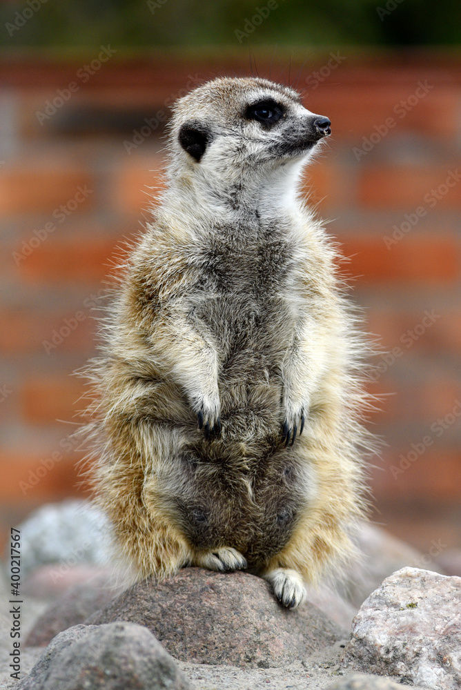 Meerkat in the zoo standing on its hind legs. Stock Photo | Adobe Stock