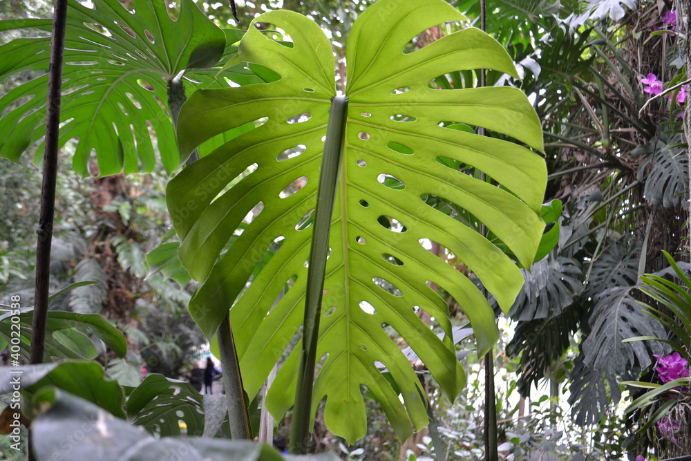 Monstera Stock Photo | Adobe Stock