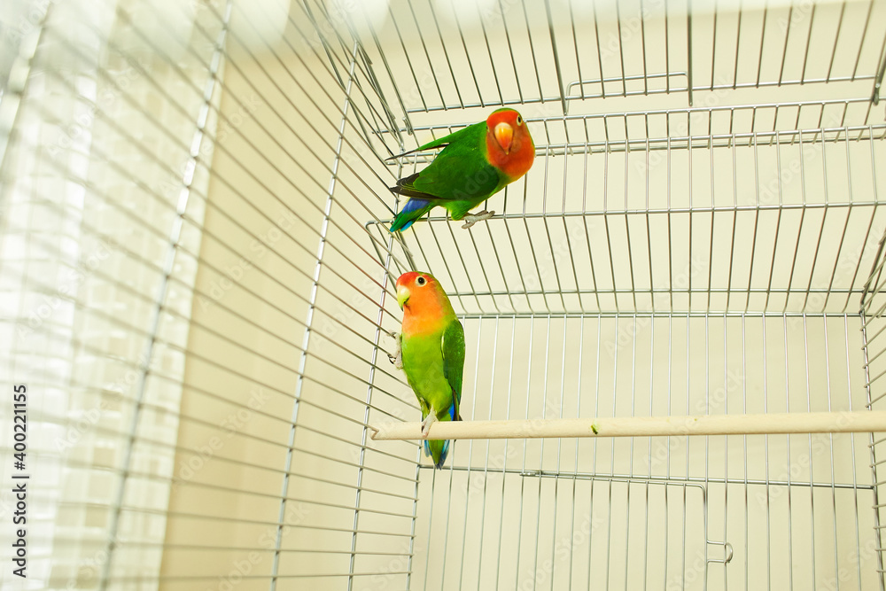 Two green wavy parrots sits in a cage . Rosy Faced Lovebird parrot in a ...