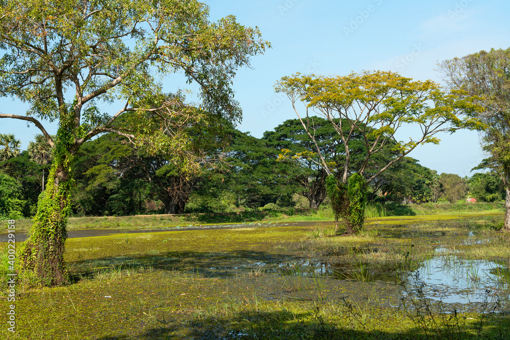 Tropical trees in Sri Lanka, Asian flora natural green landscape Stock ...