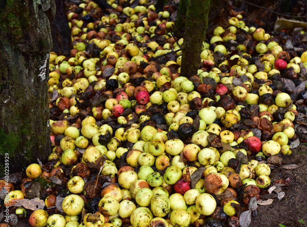 Rotten apples as discarded garbage lie on the ground. Bad apple and ...