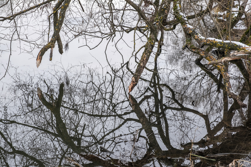 Crooked branches of trees in lichens and their reflection in the still ...