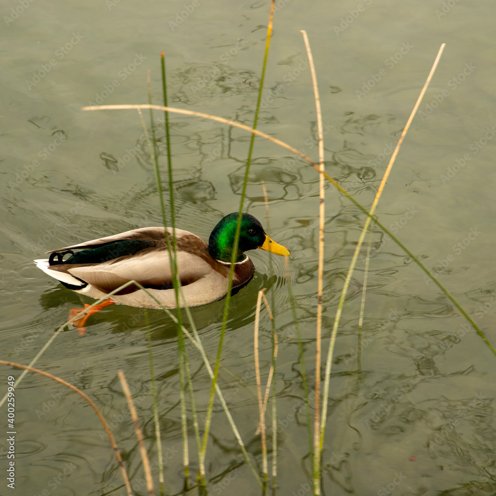 1 - Photograph of a duck in a watercourse, Real duck, Mallard duck ...