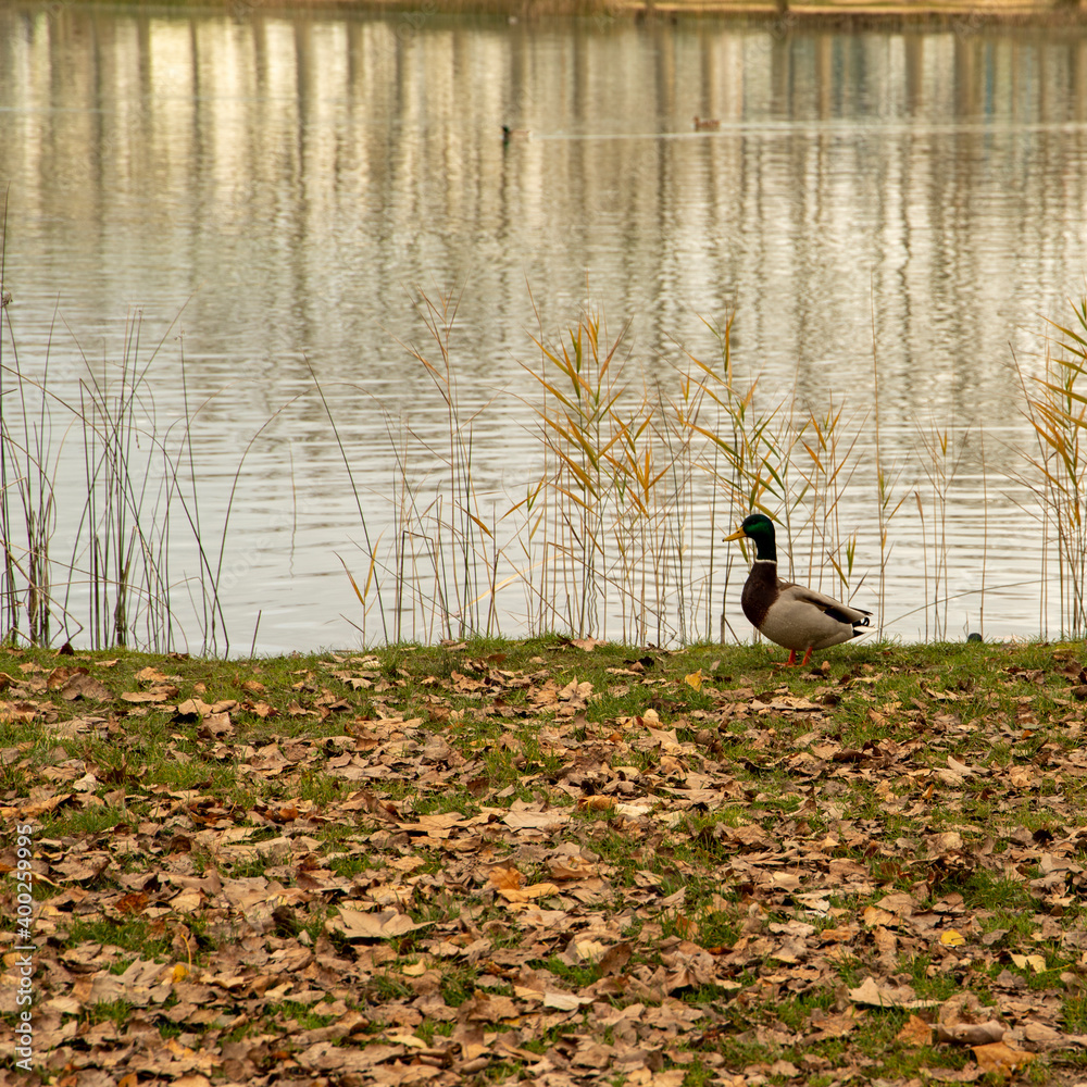 2 - Photograph of a duck in a watercourse, Real duck, Mallard duck ...