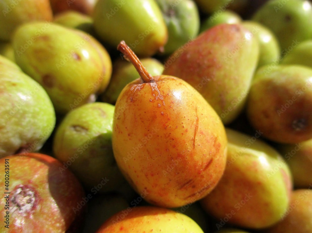 Fruits du cormier (Sorbus domestica). Stock Photo | Adobe Stock