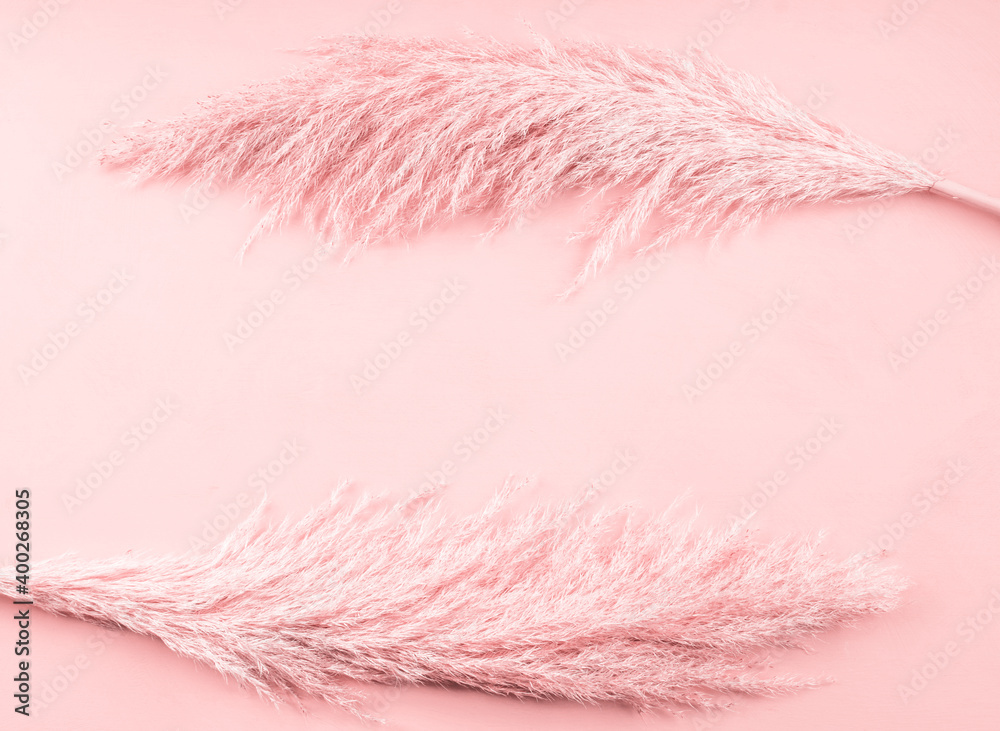 Trendy pale pink background with pampas grass frame. Boho style ...