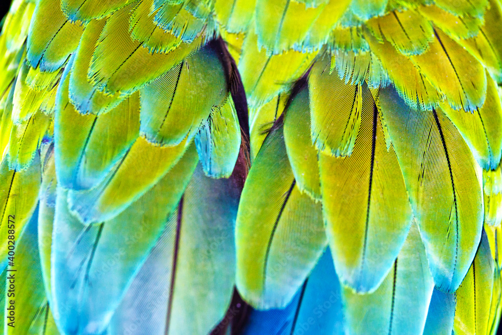 Macaw wings. Thé stunning beauty of nature.Vivid, intensive blue and ...