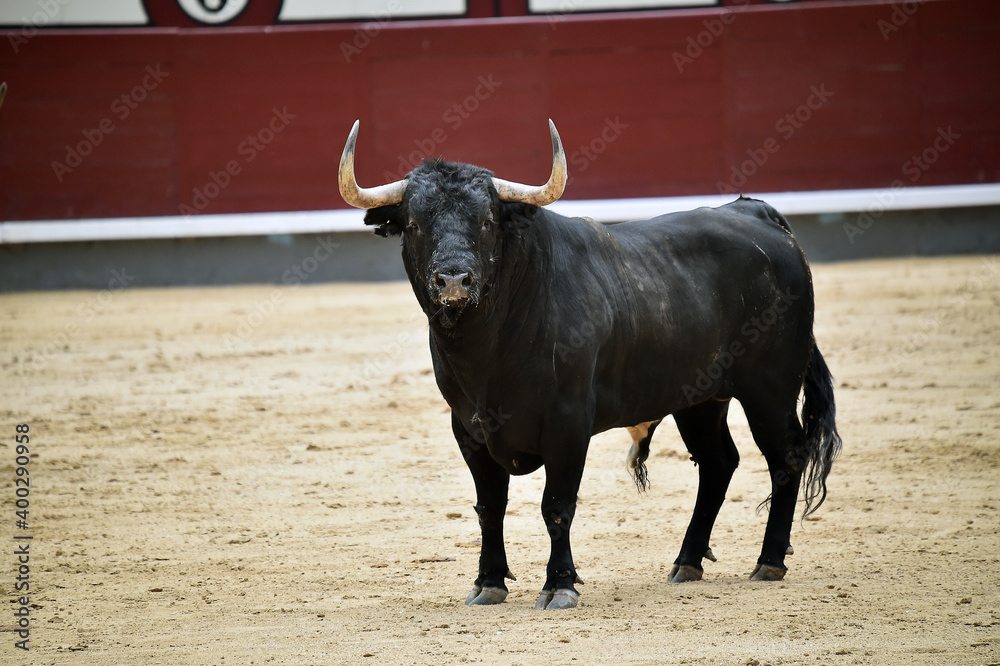 toro de lidia español en un espectaculo de toreo en una plaza de toros ...