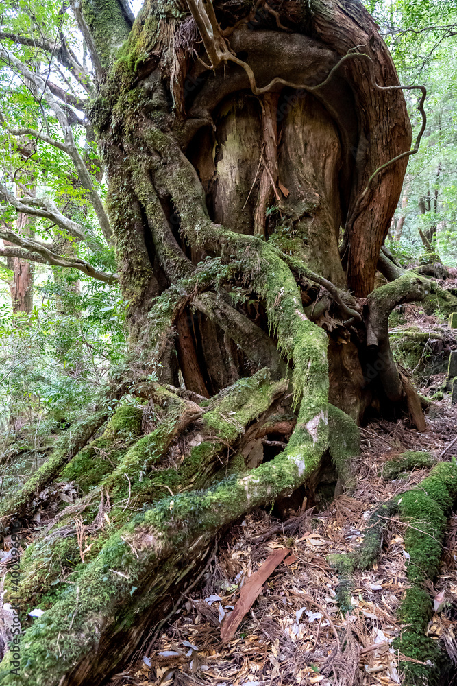 The tree roots in Shiratani Unsuikyo Ravine in spring. Shiratani ...