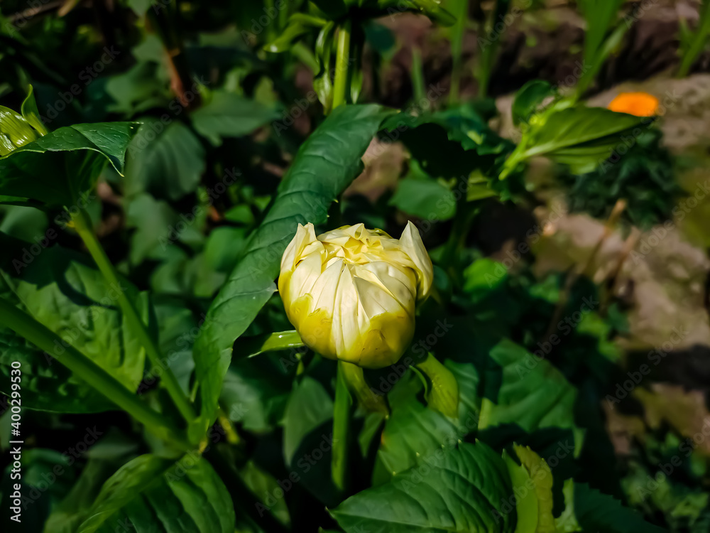 Dahlia Is A Genus Of Bushy Tuberous Herbaceous Perennial Plants dahlia-is-a-genus-of-bushy-tuberous-herbaceous-perennial-plants