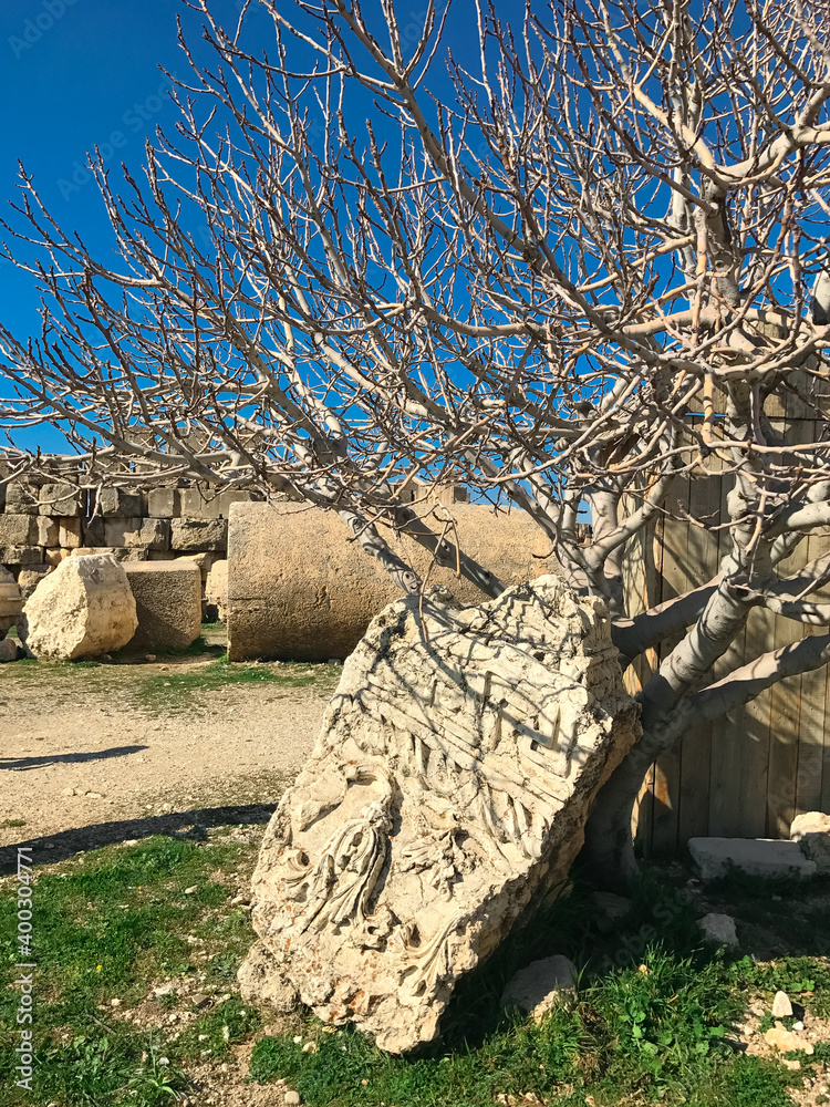 Saxaul tree without leaves and a bas-relief in Baalbek Stock Photo ...