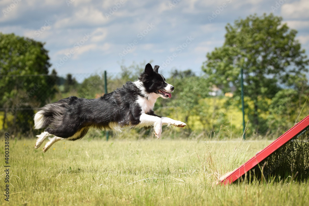 Crazy border collie is running A frame. She teachs new thing for ...
