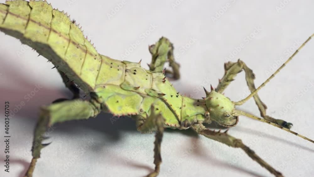 Macro shot of a young female of Heteropteryx dilatata, commonly known ...