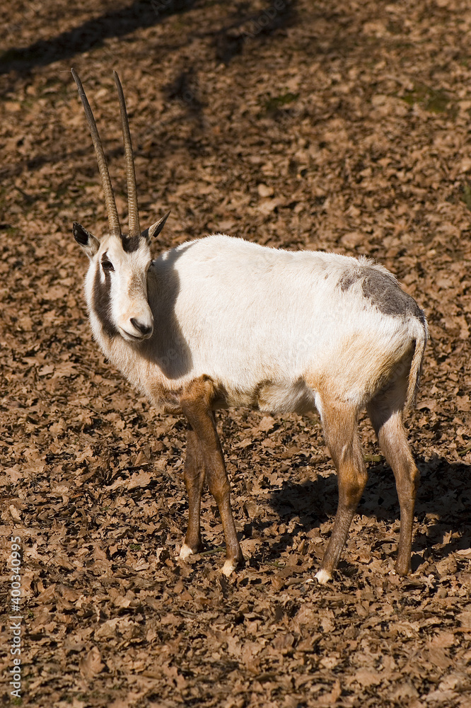 Arabian Oryx - Oryx leucoryx, beautiful large antelope from Arabian ...