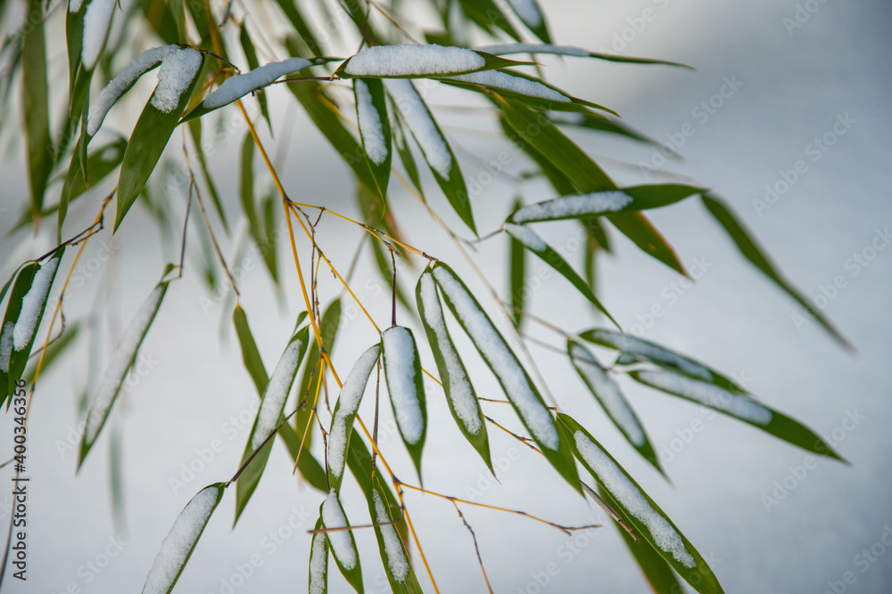 Bamboo Snow & Ice, Hardy Japanese Bamboo Timber Wood In Garden Stock ...