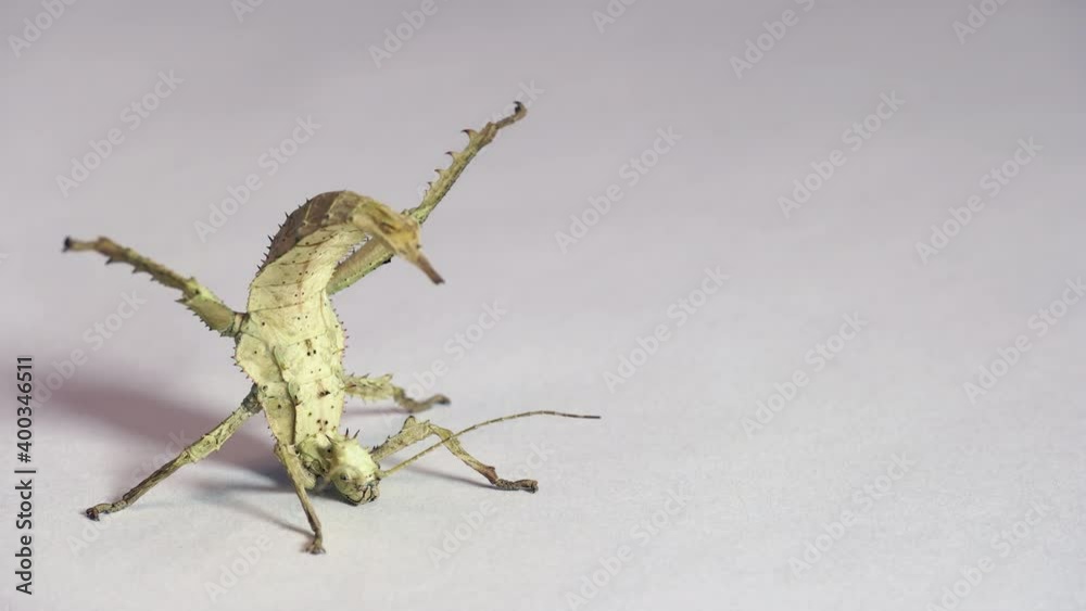 Defensive position of a young female of Heteropteryx dilatata, commonly ...