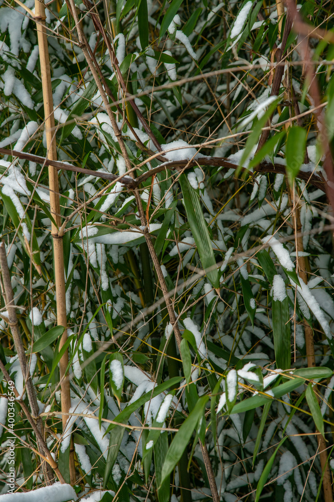Bamboo Snow & Ice, Hardy Japanese Bamboo Timber Wood In Garden Stock ...