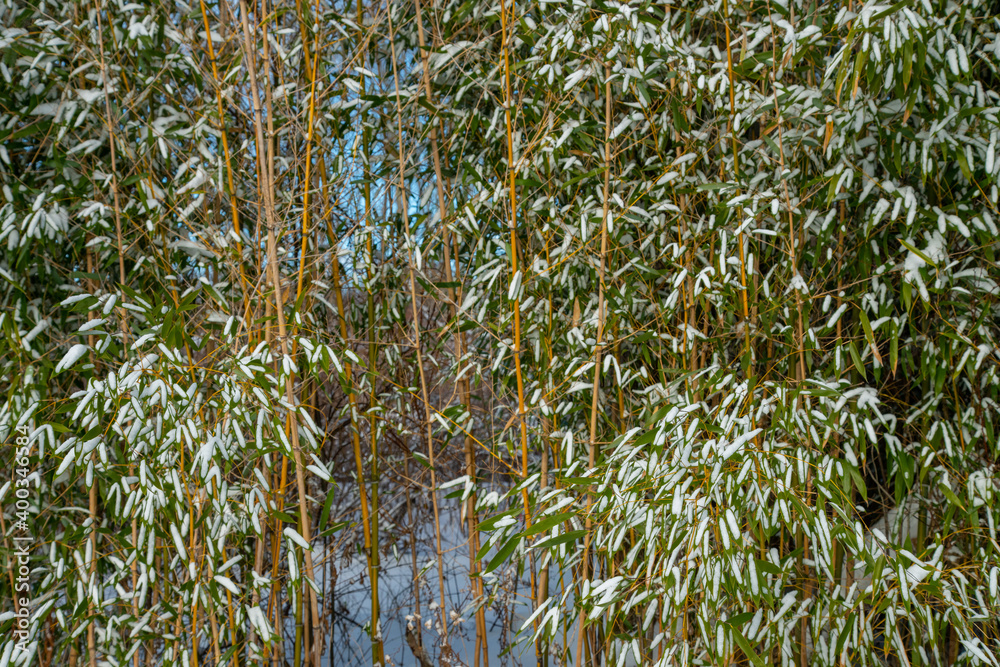 Bamboo Snow & Ice, Hardy Japanese Bamboo Timber Wood In Garden Stock ...