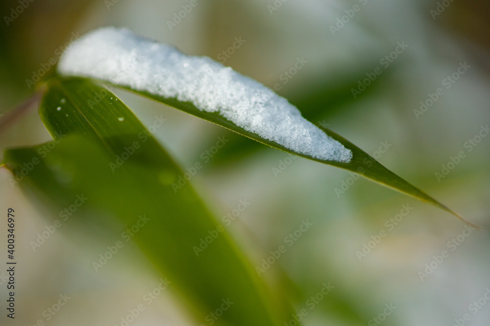 Bamboo Snow & Ice, Hardy Japanese Bamboo Timber Wood In Garden Stock ...
