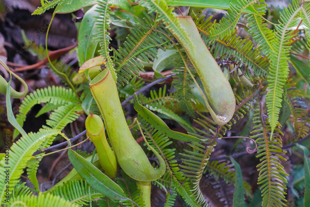 Tropical flower Pitcher plants (in Malay is known as Periuk kera) grow ...