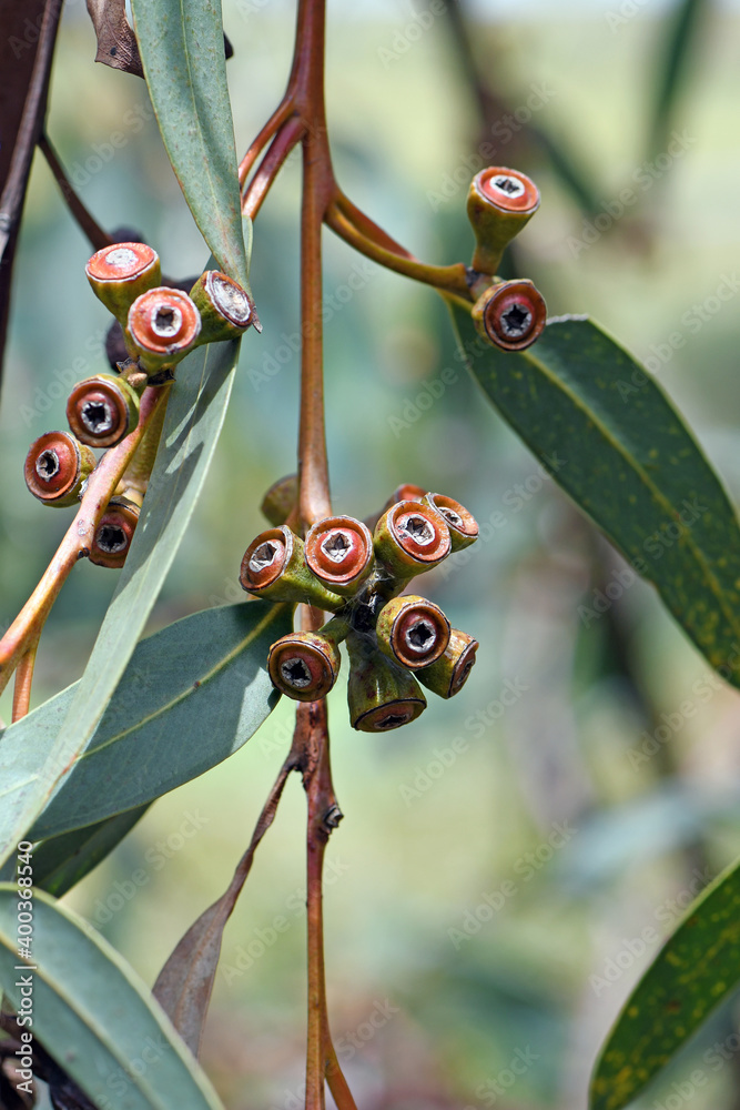 Red gum nuts and blue green leaves of the rare Yellow Top Mallee Ash ...