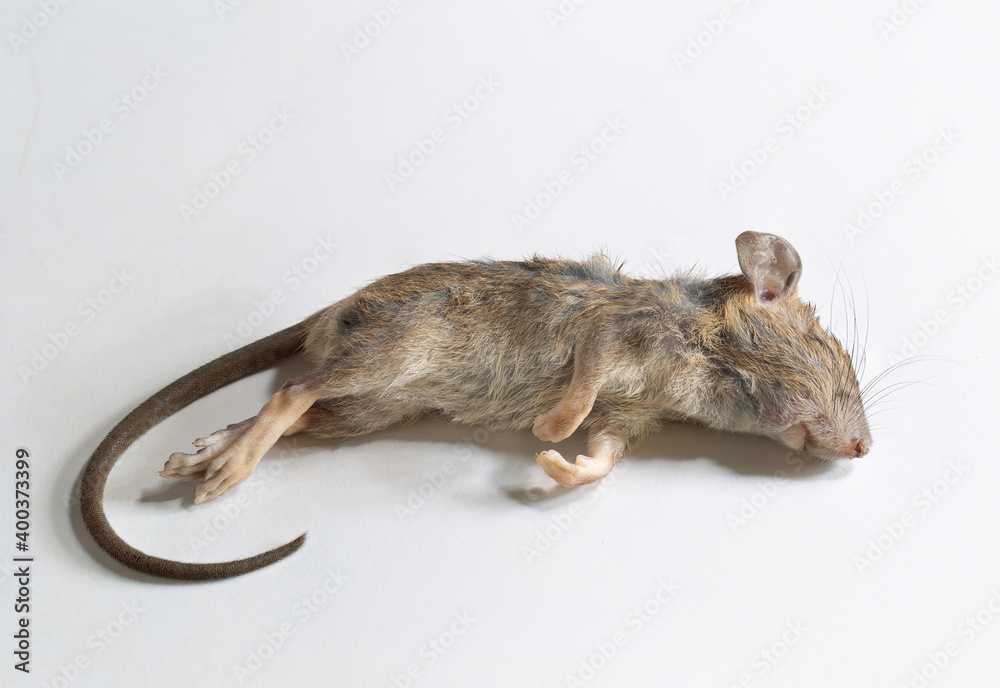 Rat dead on white background Stock Photo | Adobe Stock