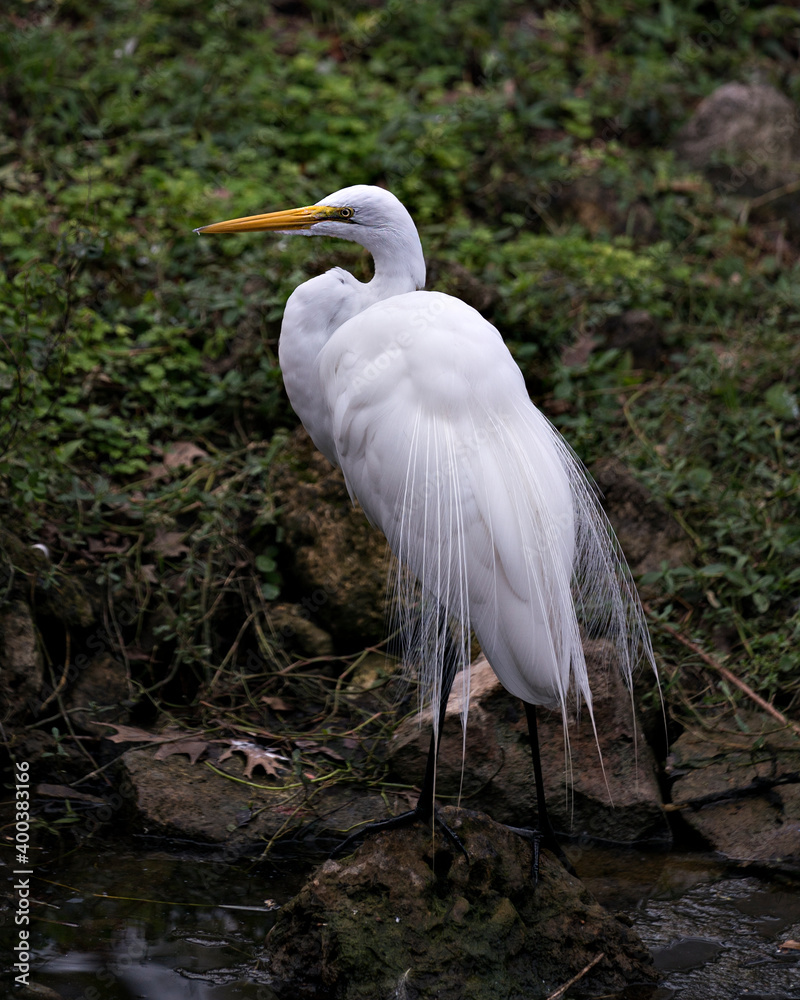 Foto Stock Great White Egret Photo. Close-up profile view standing on a ...