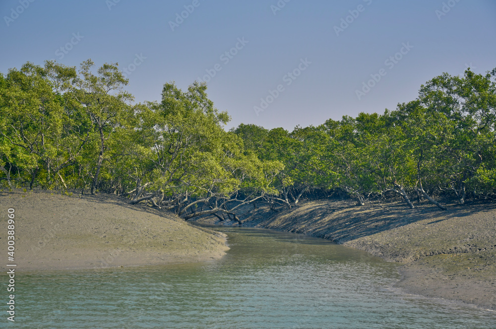 Narrow creeks with river stream flowing into deep mangrove jungle ...