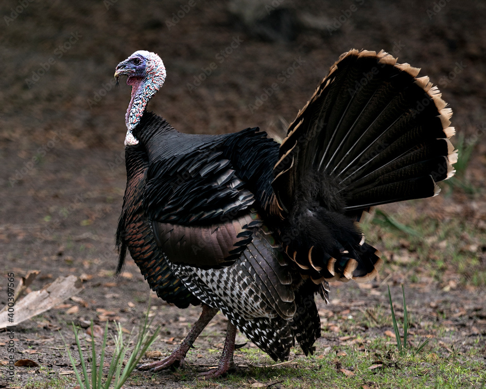 Wild turkey stock photos. Wild turkey close-up profile side view with ...