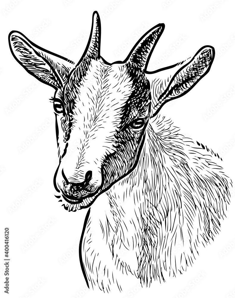 Freehand drawing of head young goat Stock Vector | Adobe Stock