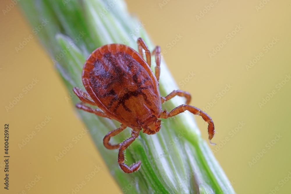 Ticks live on wild plants in the North China Plain Stock Photo | Adobe ...