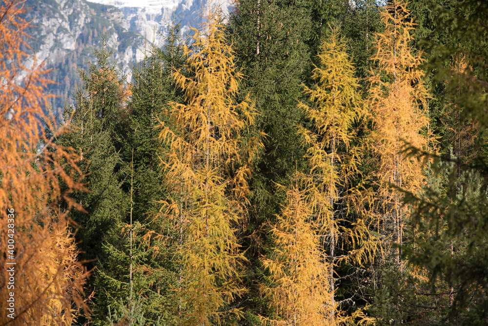 i colori caldi dei boschi autunnali, il bosco autunnale con un tappeto ...