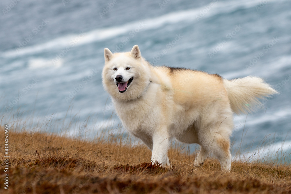 A playful but large white adult samoyed Labrador husky dog with dark ...