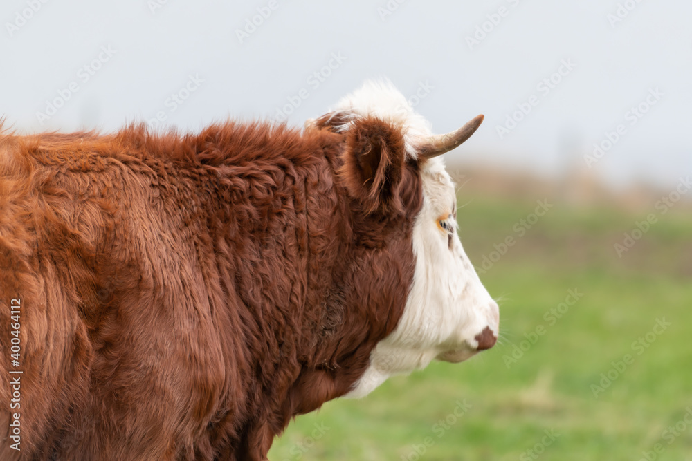 A Hereford cow with a white head, dark eyes, large ears and a red to ...