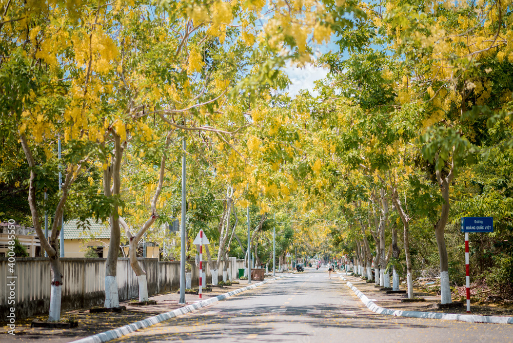 Cassia fistula L tree and flower on the street at Con Dao Island, Viet ...