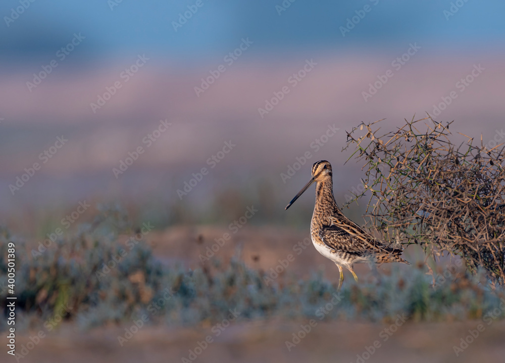 The common snipe is a small, stocky wader native to the Old World. The ...
