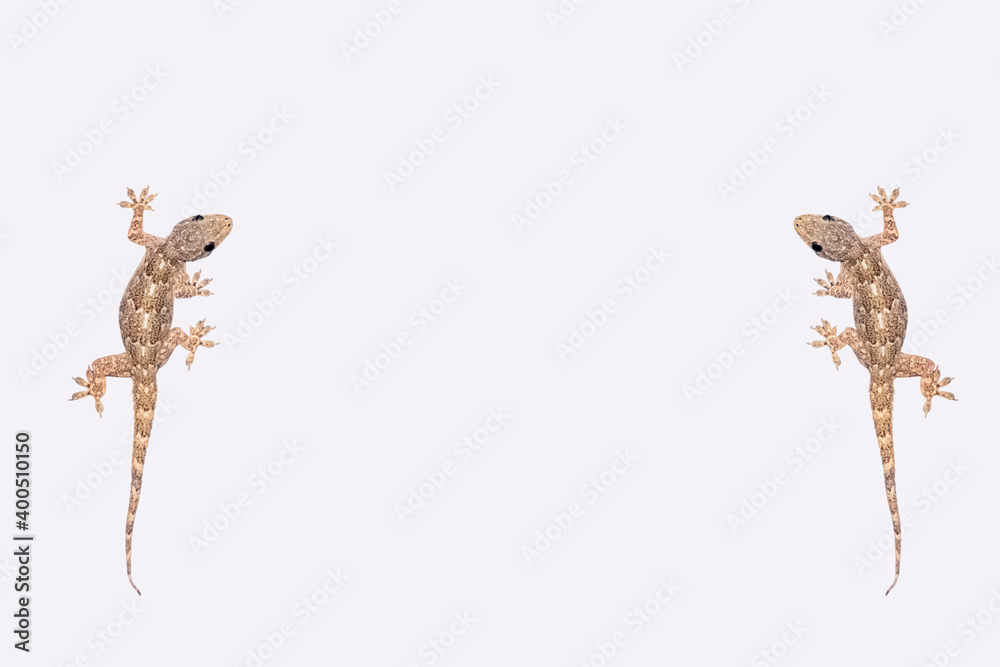 House lizard isolated Stock Photo | Adobe Stock