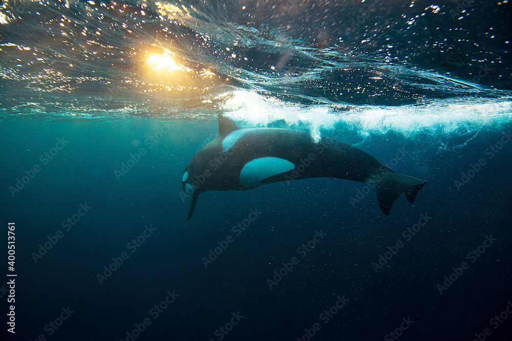 Orca killer whale underwater Stock Photo | Adobe Stock