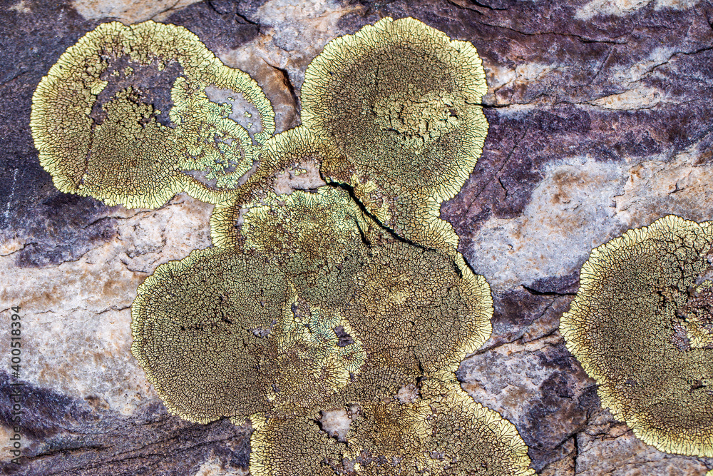 Hammered Shield Lichen or Waxpaper lichen on rock in black white. The ...