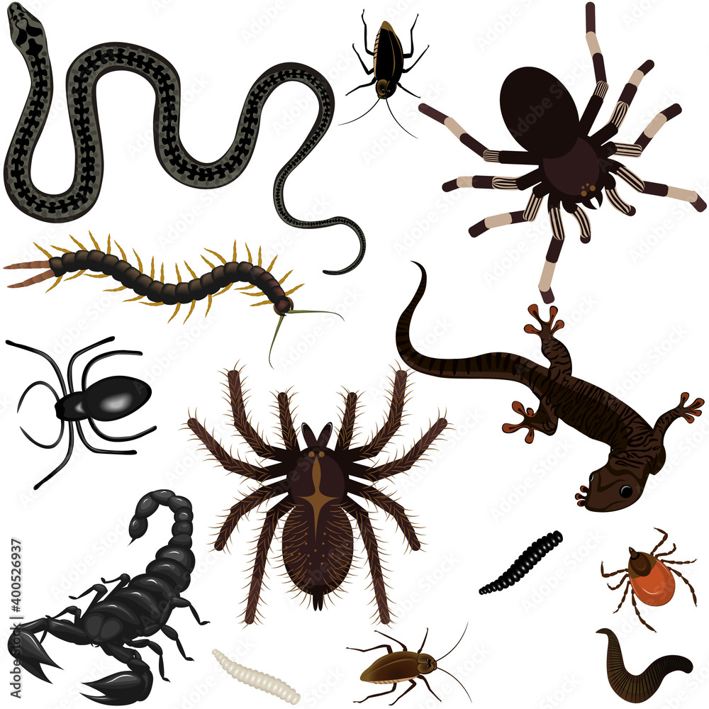 Poster A collection of creepy insects, poisonous snakes, lizards ...