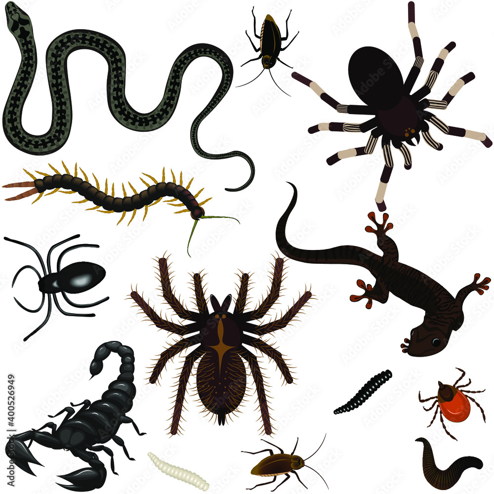 A collection of creepy insects, poisonous snakes, lizards, spiders ...