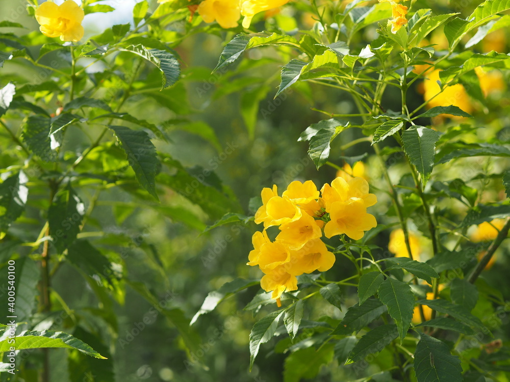Yellow Elder, Magnoliophyta, Angiospermae of name Gold Yellow color ...