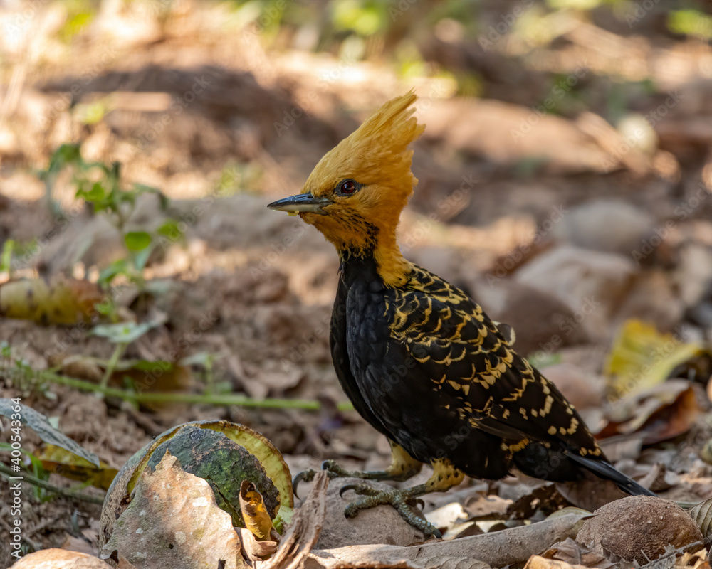 Yellow Woodpecker