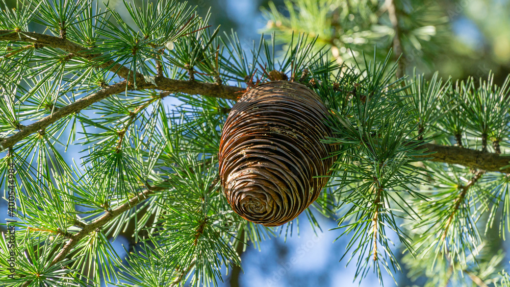 Close-up of ripe brown cone and green needles of Himalayan cedar ...