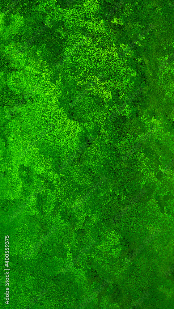 Bright green vertical background. Winter mobile phone wallpaper. Tinted ...