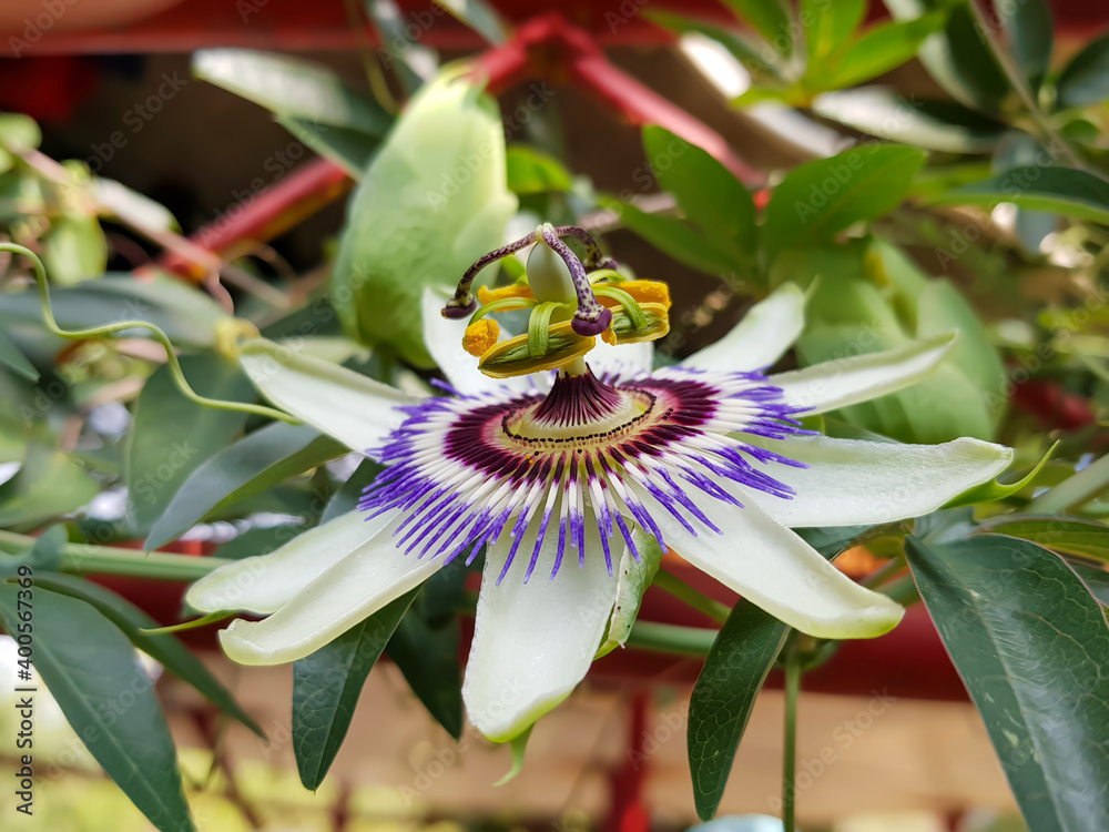 Close up passiflora. Passion Flower (Passiflora caerulea) leaf in ...