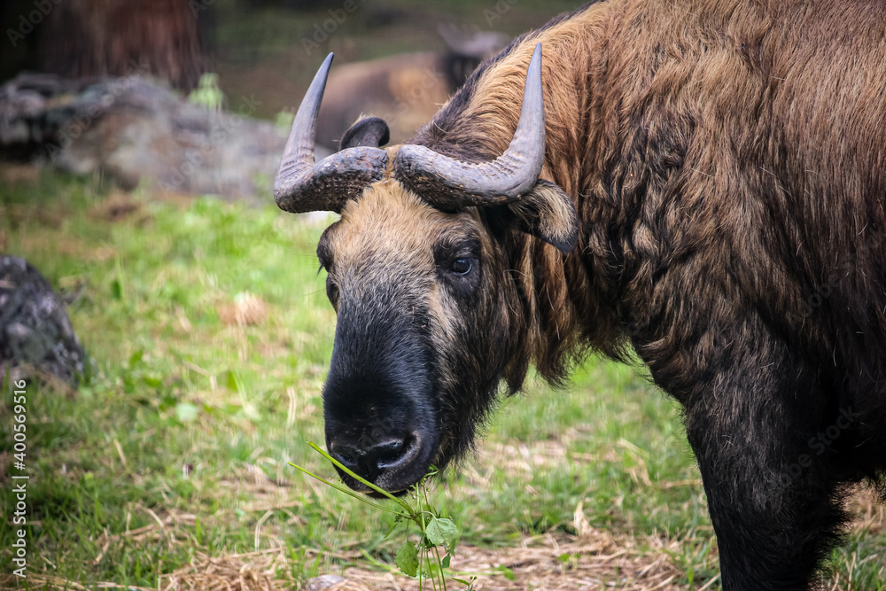 Foto de Portrait of Takin eating grass, a rare herbivorous animal, the ...